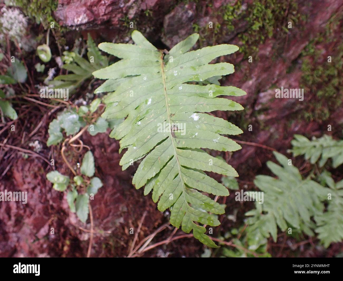 southern polypody (Polypodium cambricum Stock Photo - Alamy