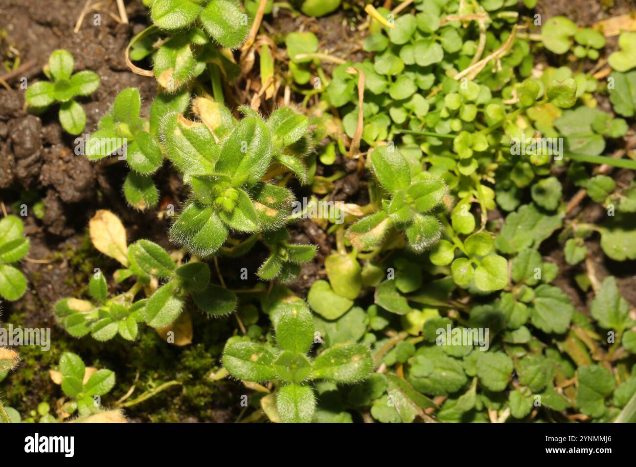 Sticky mouse-ear chickweed (Cerastium glomeratum Stock Photo - Alamy