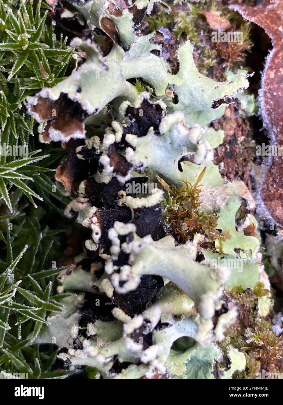 Ruffle Lichens (Parmotrema Stock Photo - Alamy