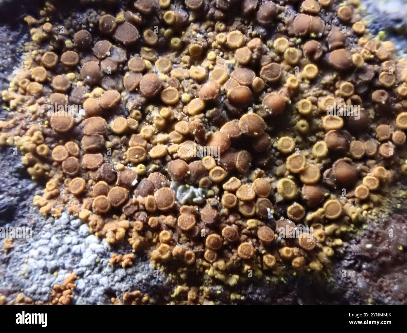 common lichens (Lecanoromycetes Stock Photo - Alamy