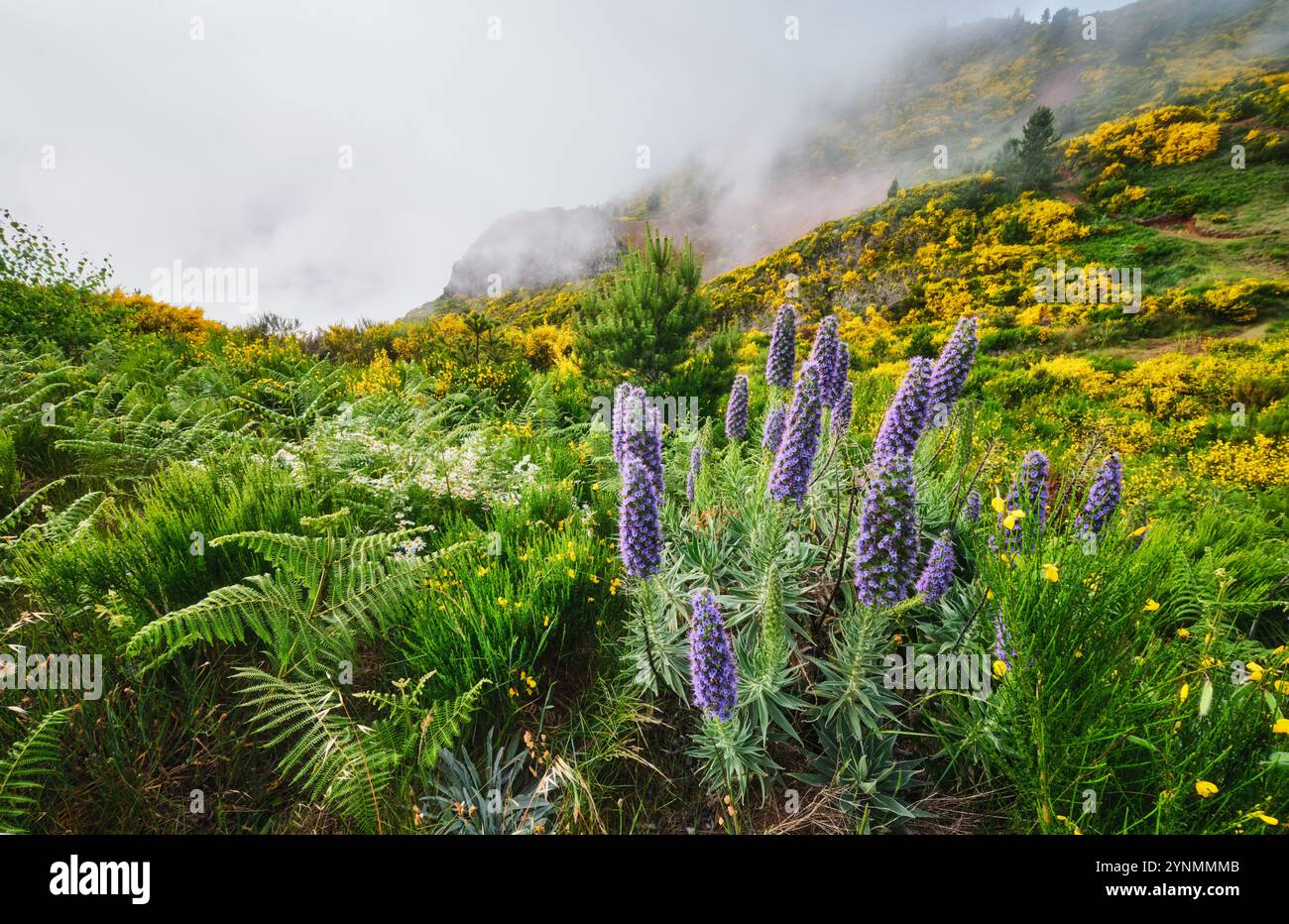 Madeira landscape with Pride of Madeira flowers and blooming Cytisus ...