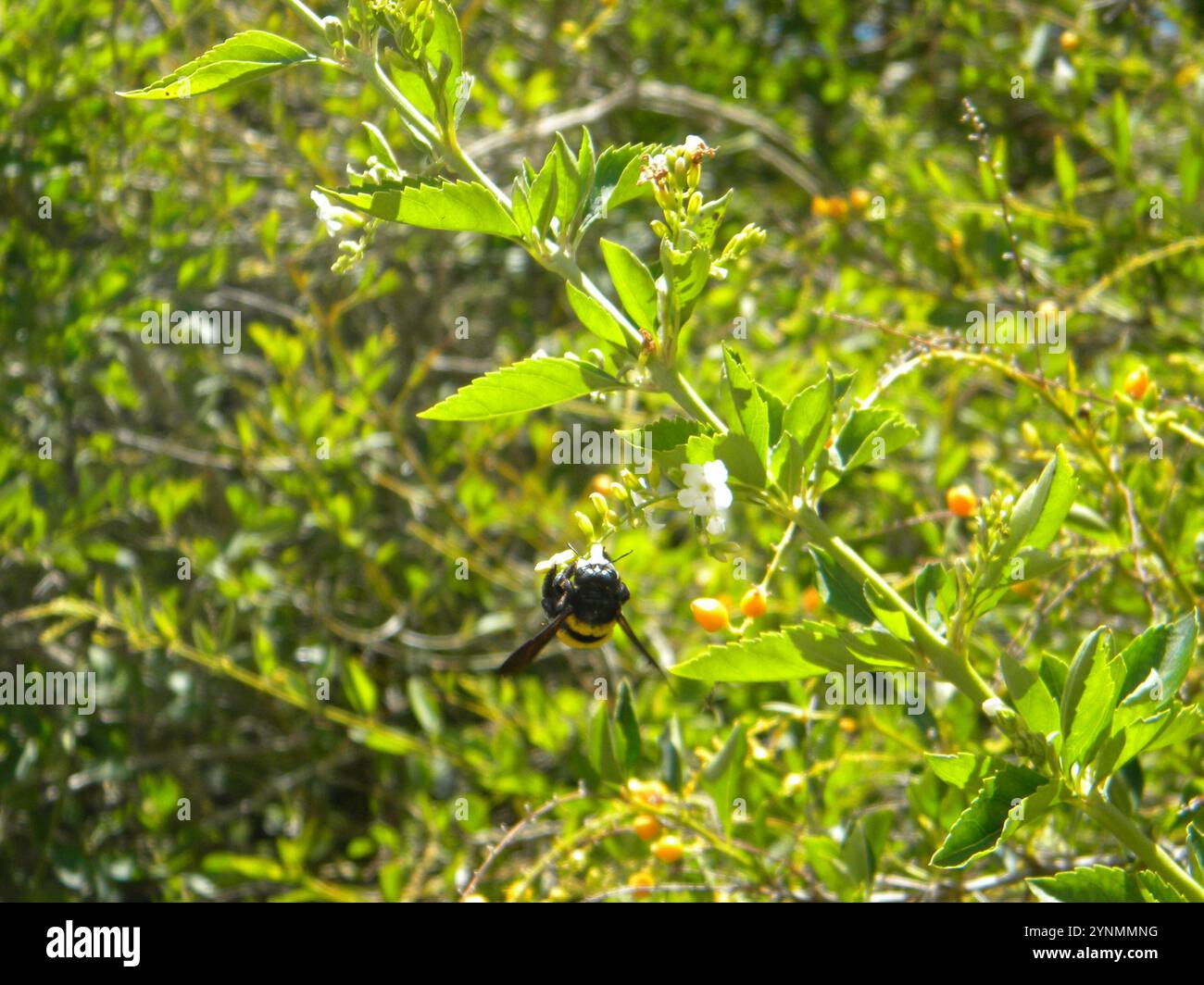 Double-banded Carpenter Bee (Xylocopa caffra Stock Photo - Alamy