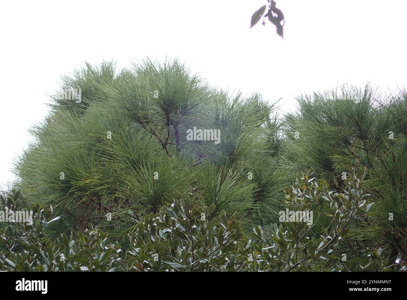 South Florida slash pine (Pinus elliottii densa Stock Photo - Alamy