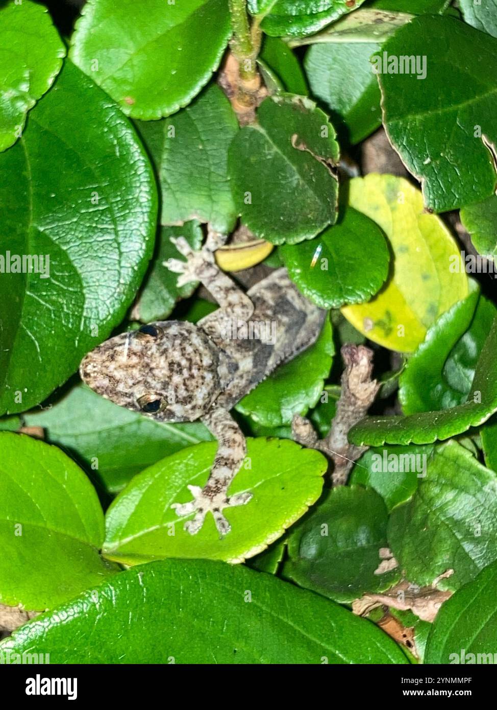 Tropical House Gecko (Hemidactylus mabouia Stock Photo - Alamy