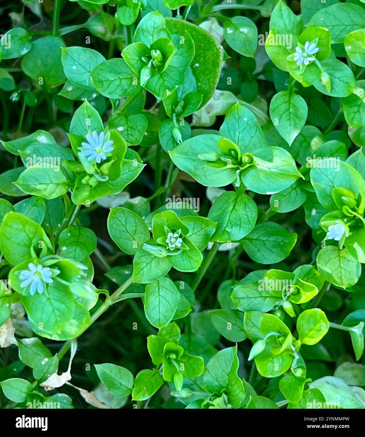 common chickweed (Stellaria media Stock Photo - Alamy