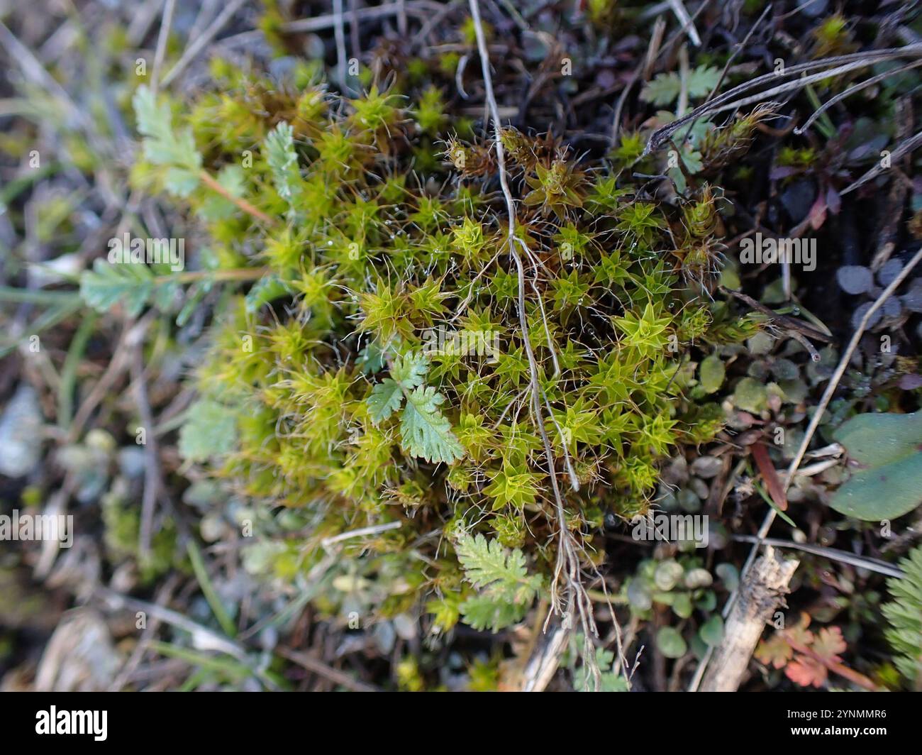 Brown Screw-moss (Syntrichia princeps Stock Photo - Alamy