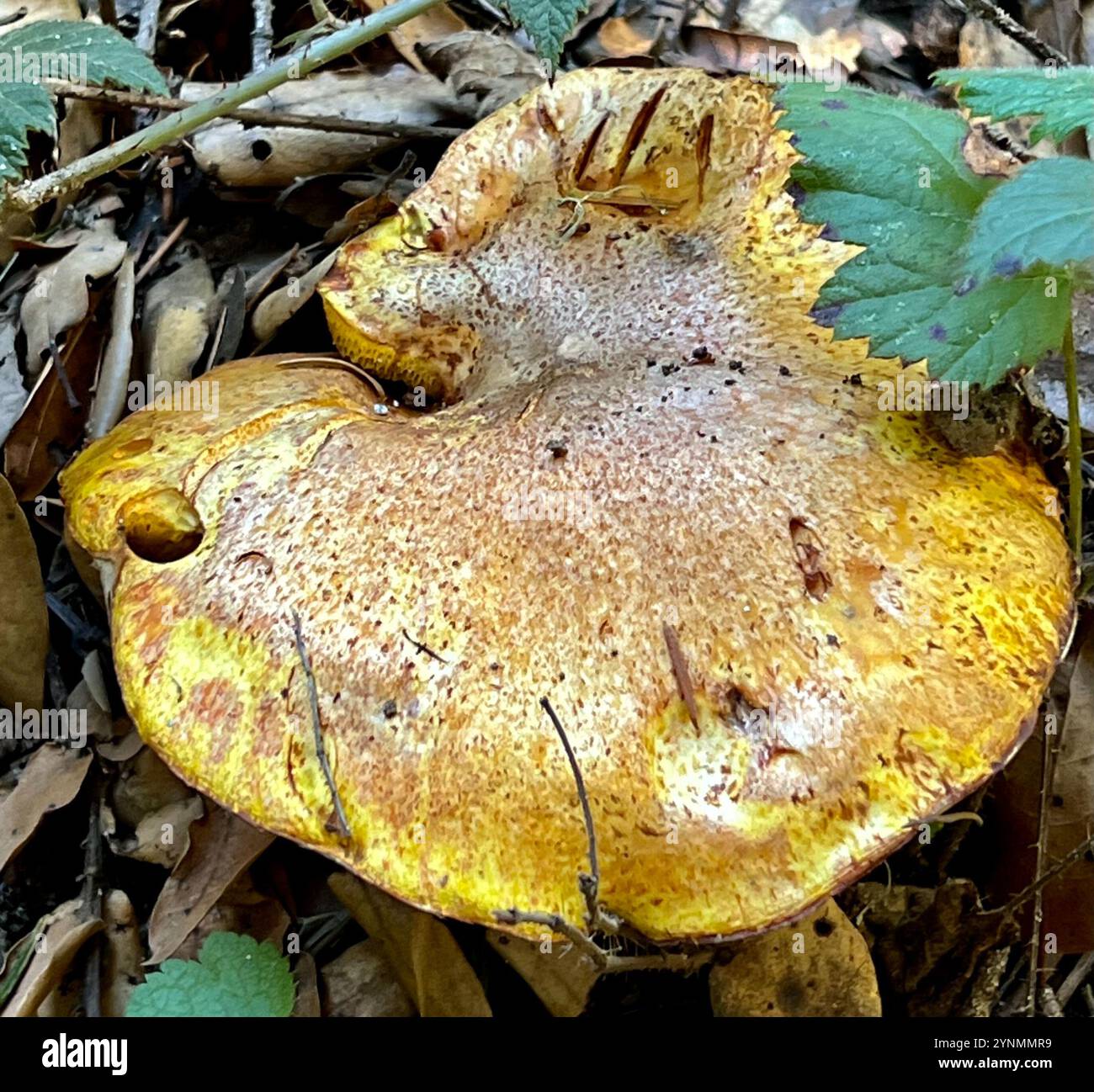 Fat Jack (Suillus caerulescens Stock Photo - Alamy
