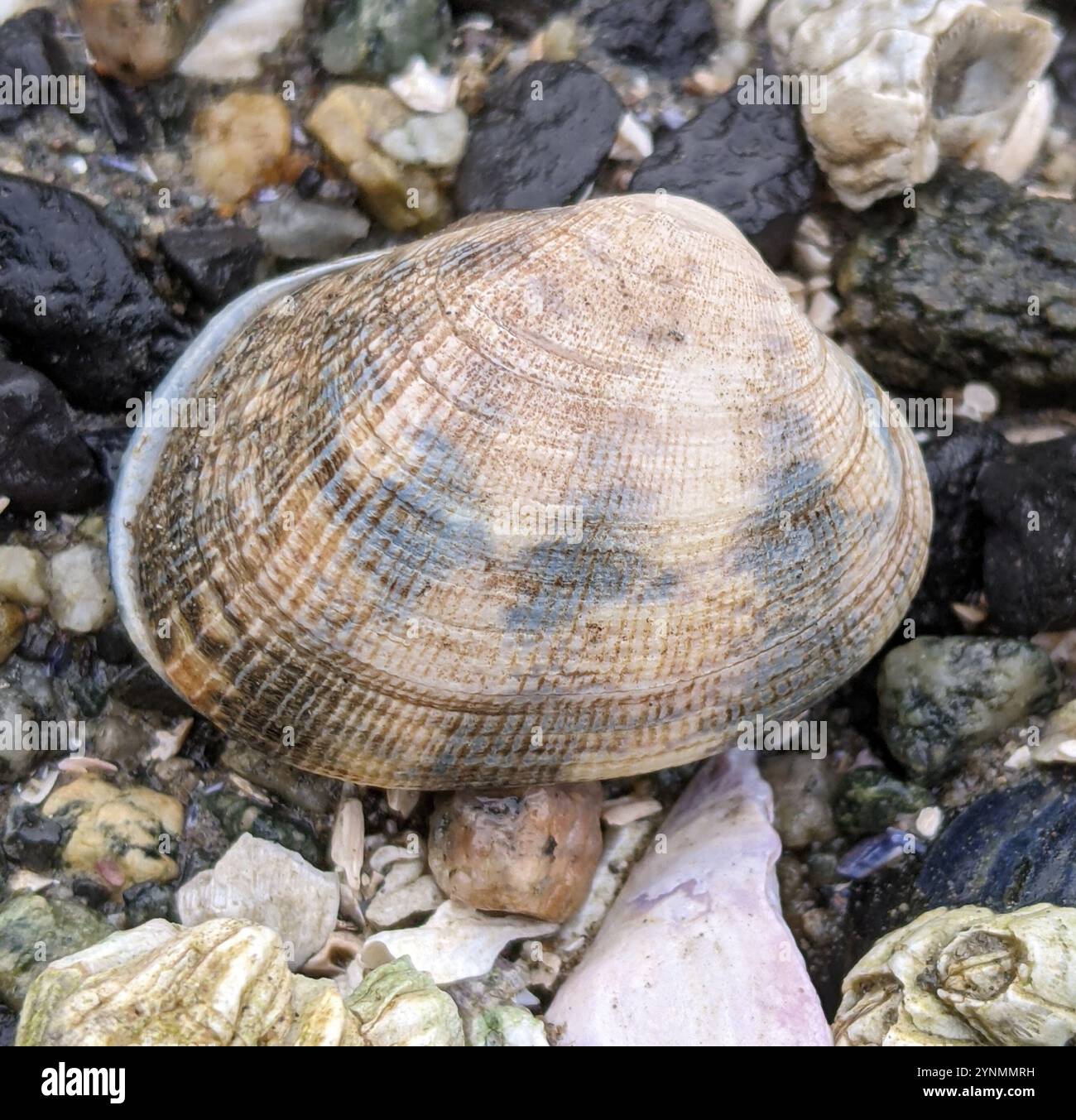 Japanese Littleneck (Ruditapes philippinarum Stock Photo - Alamy