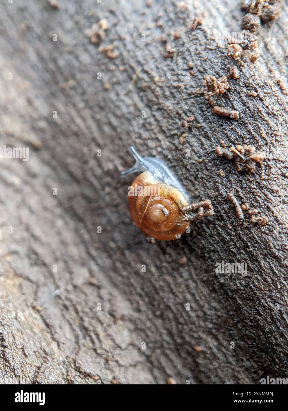 Rounded Snail (Gonyodiscus rotundatus Stock Photo - Alamy