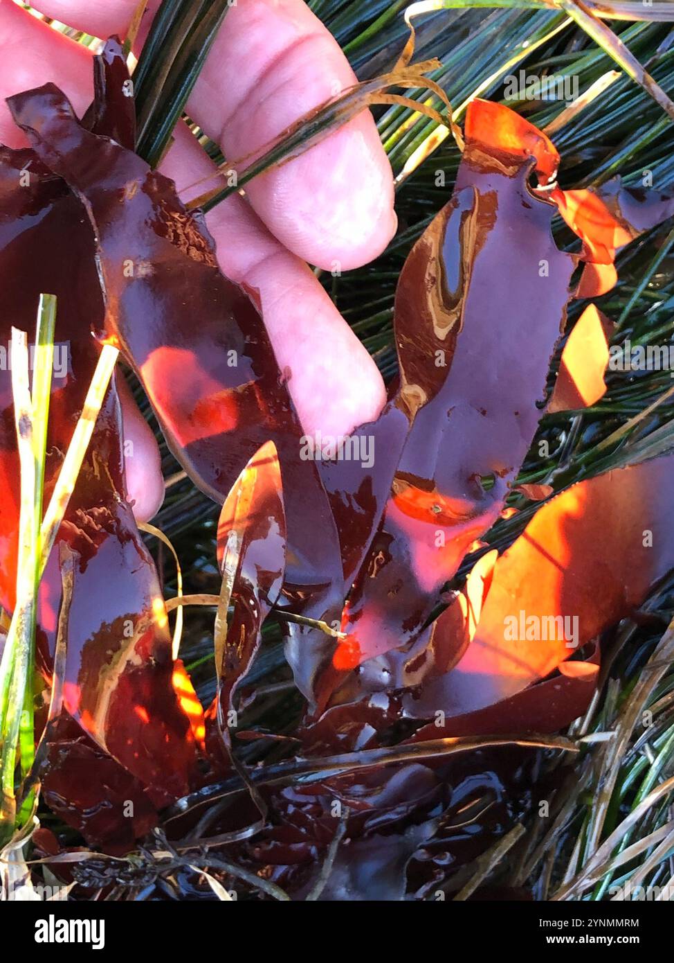 Bleach Weed (Prionitis sternbergii Stock Photo - Alamy