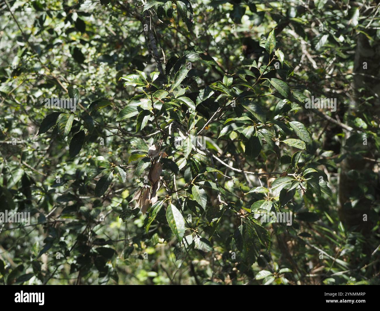 ring-cupped oak (Quercus glauca Stock Photo - Alamy
