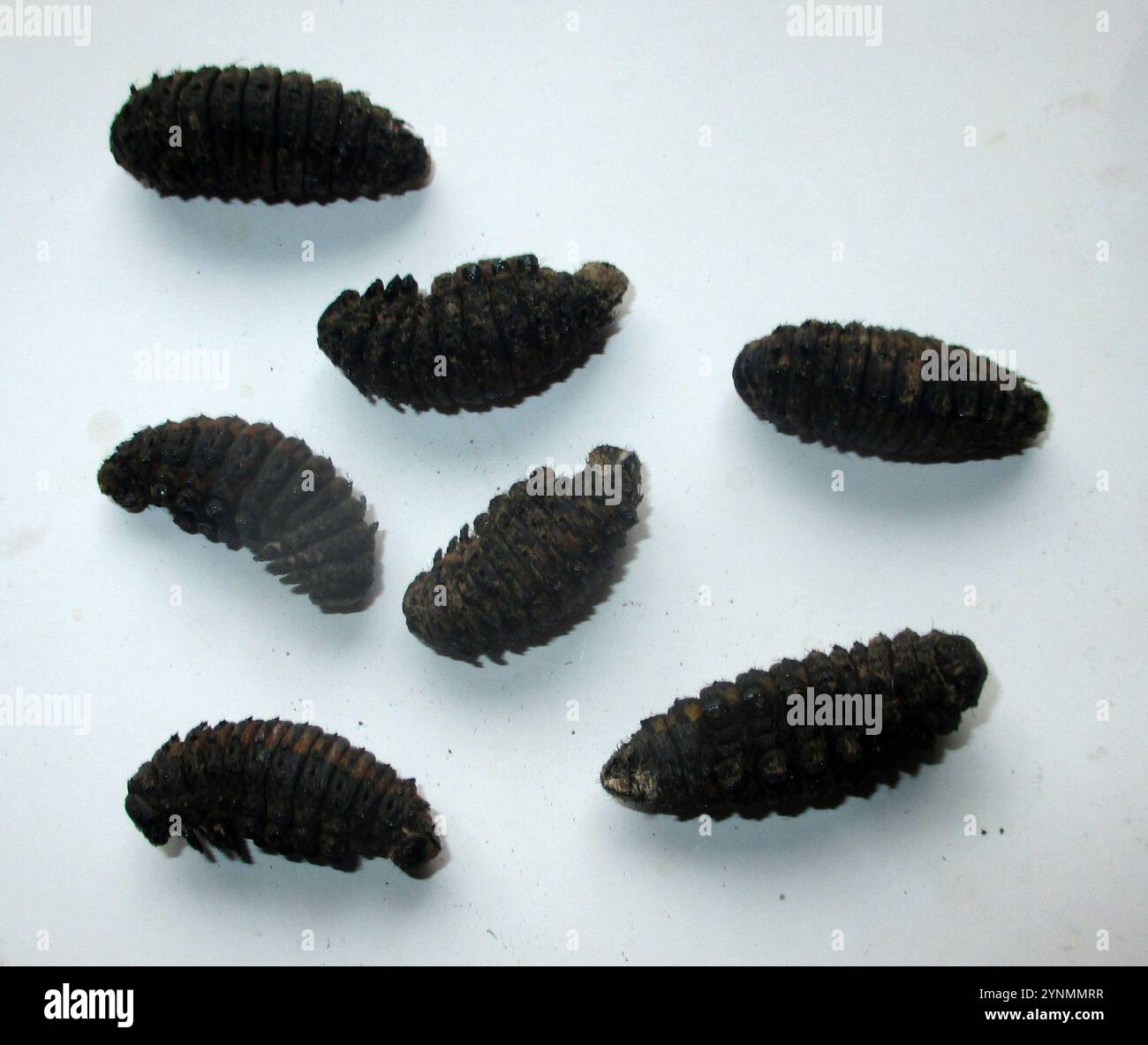 Cavorting Emperor (Usta terpsichore Stock Photo - Alamy