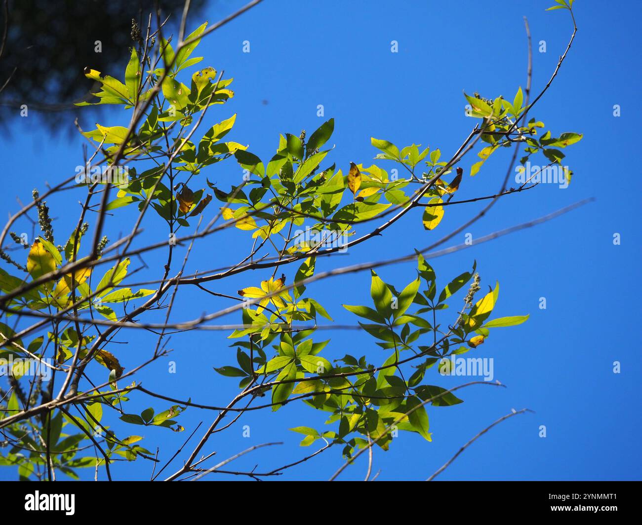 Five-leaved chaste tree (Vitex negundo Stock Photo - Alamy