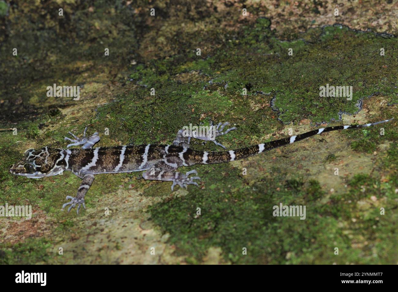 Banded Forest Gecko (Cyrtodactylus consobrinus Stock Photo - Alamy