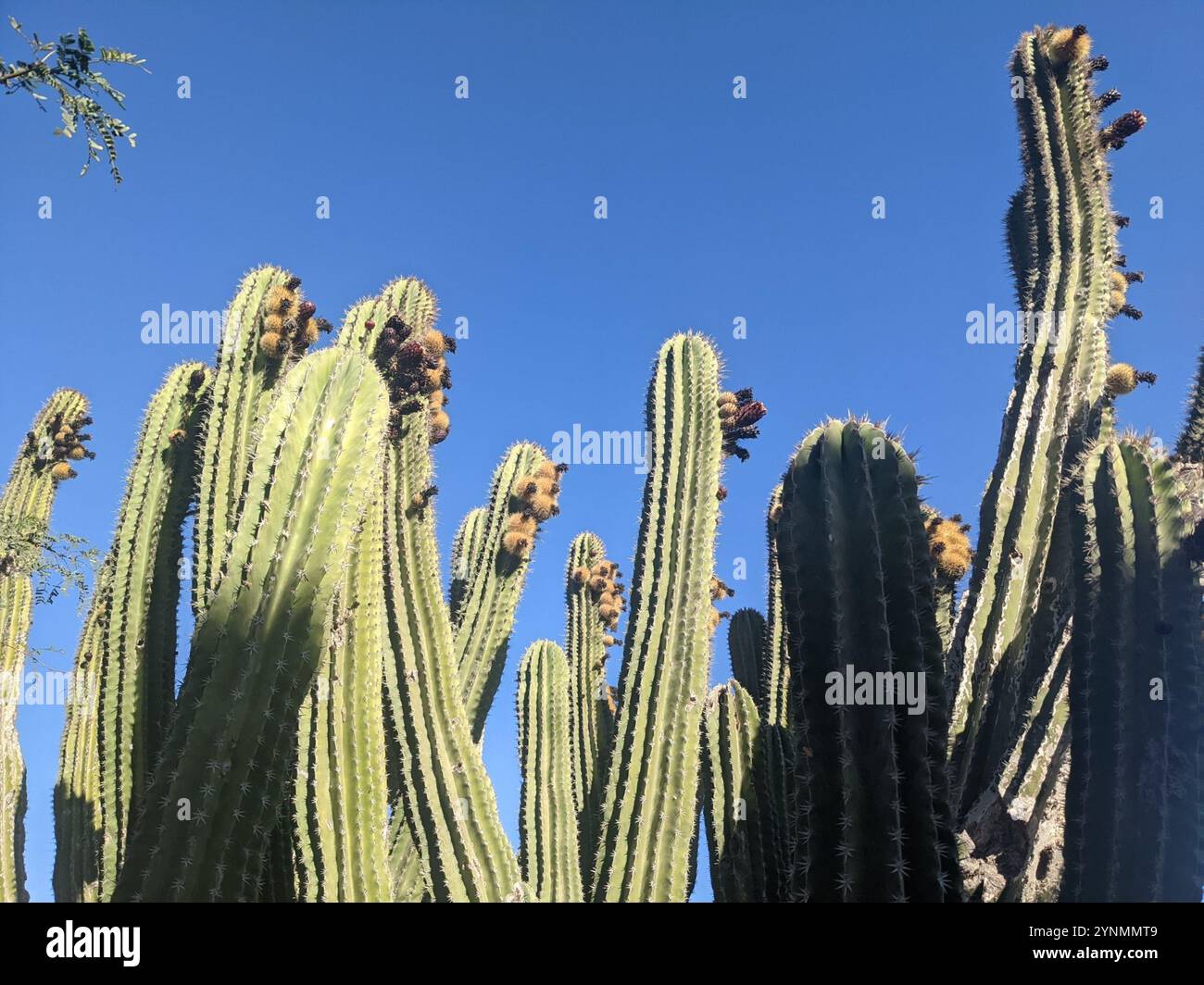 Indian Comb (Pachycereus pecten-aboriginum Stock Photo - Alamy