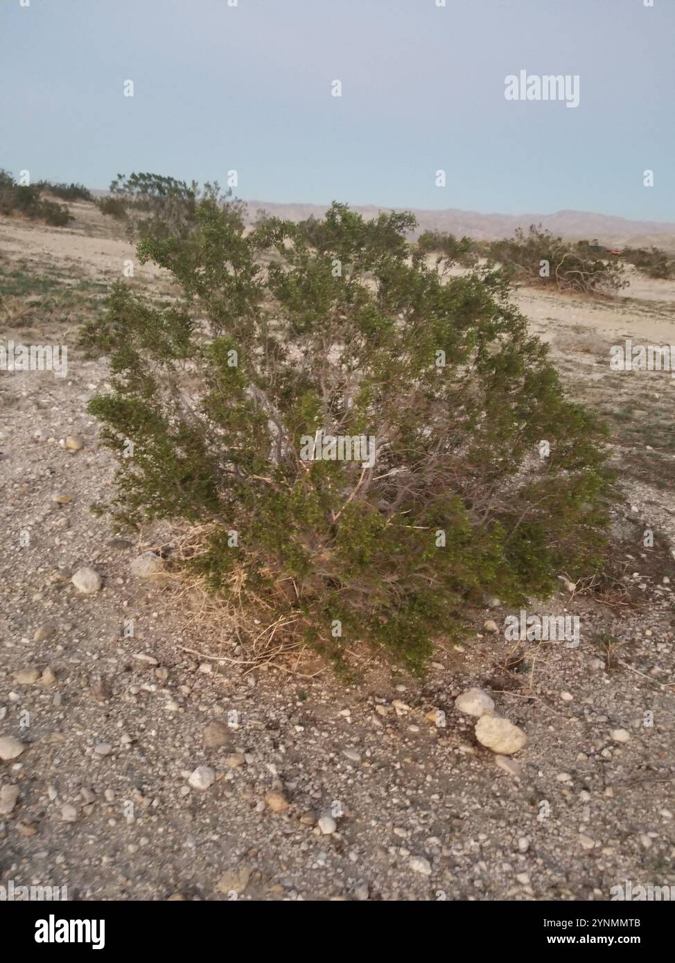 Creosote Bush (Larrea tridentata Stock Photo - Alamy