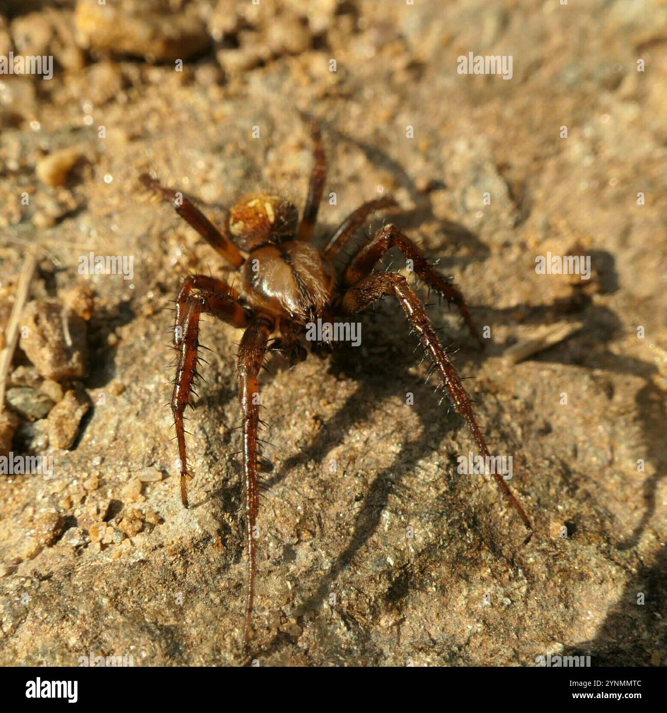 Four-spot Orbweaver (Araneus quadratus Stock Photo - Alamy