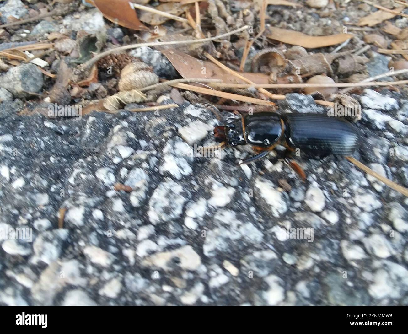 Odontotaenius disjunctus hi-res stock photography and images - Alamy