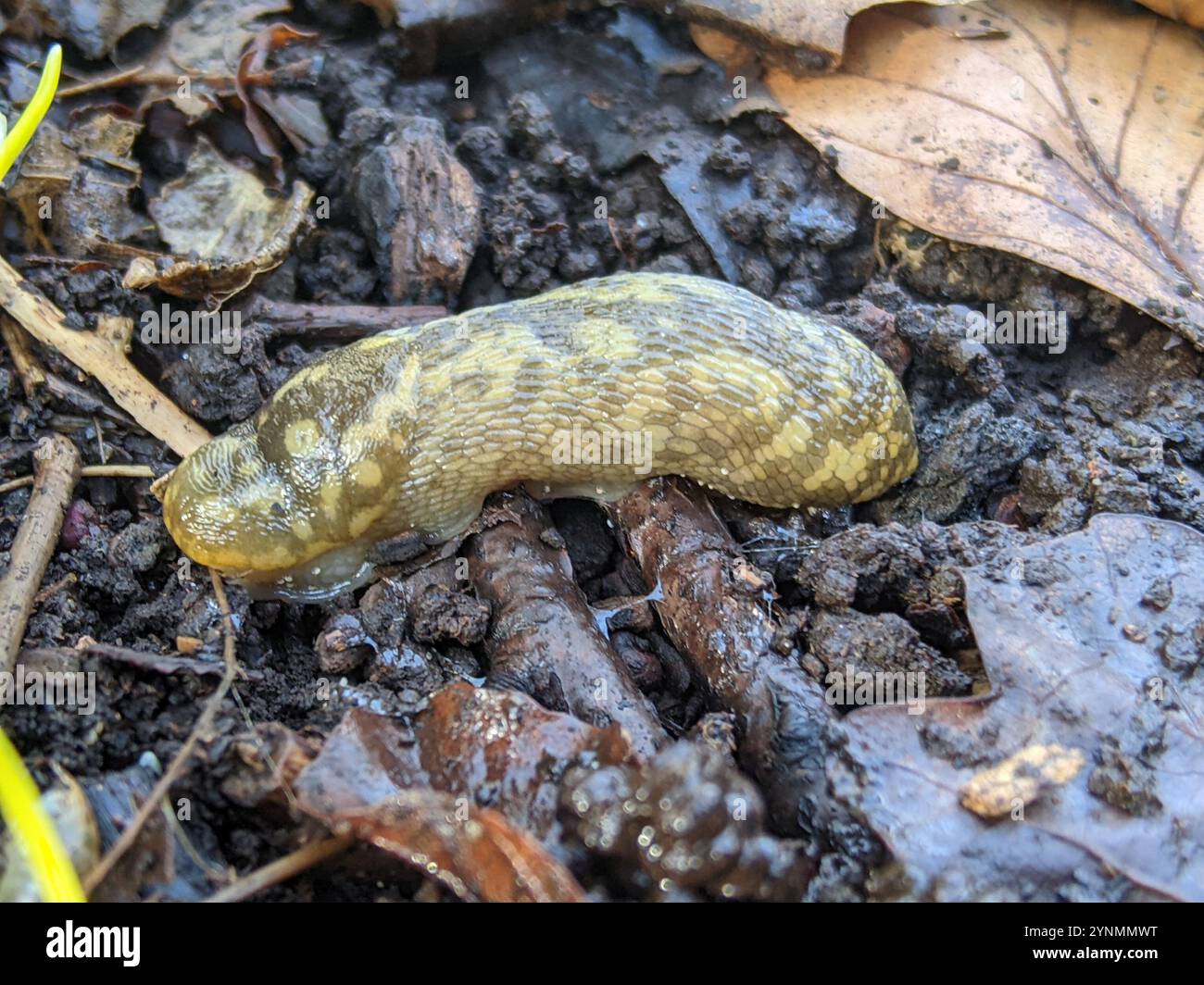 Green Cellar Slug (Limacus maculatus Stock Photo - Alamy