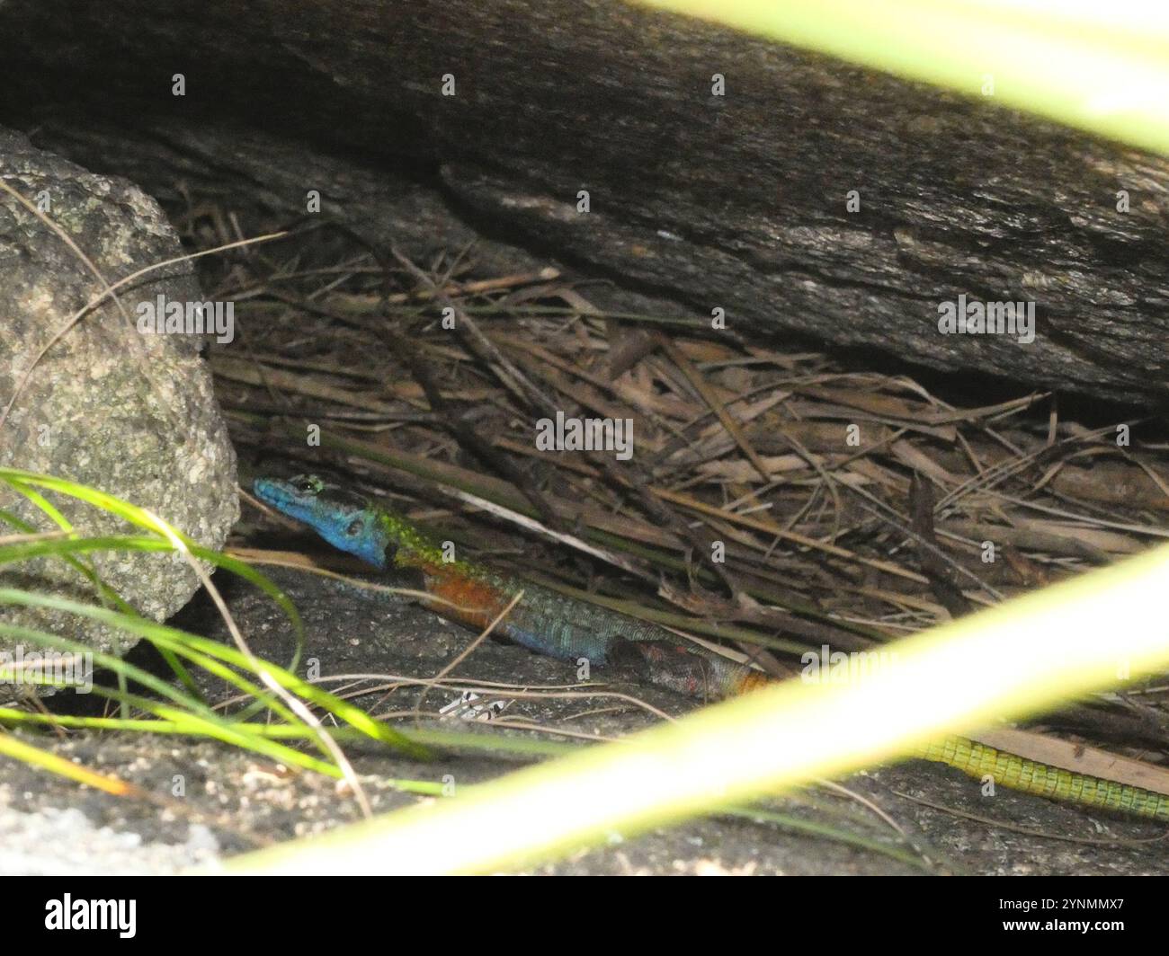 Zimbabwe Flat Lizard (Platysaurus intermedius rhodesianus Stock Photo ...