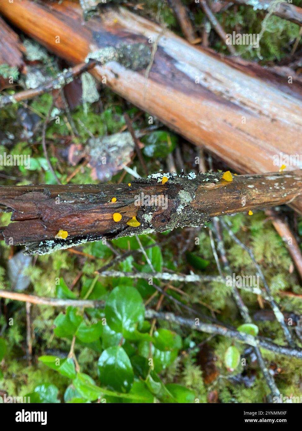 alpine jelly cone (Guepiniopsis alpina Stock Photo - Alamy