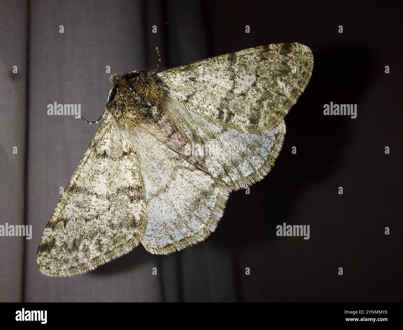 Pale Brindled Beauty (Phigalia pilosaria Stock Photo - Alamy