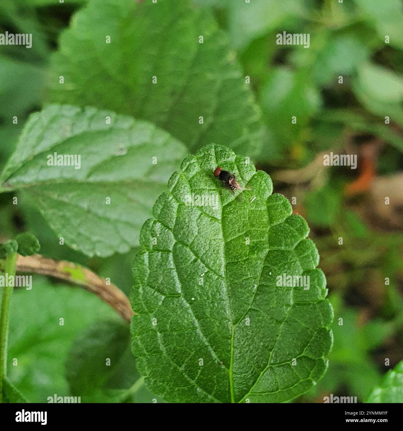 Flat-footed Flies (Platypezidae Stock Photo - Alamy