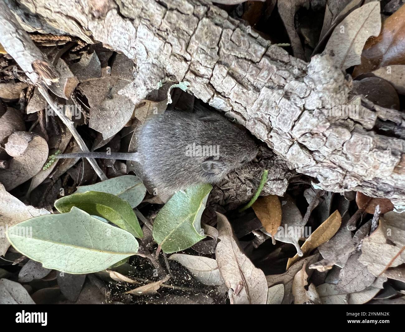 Hispid Cotton Rat (Sigmodon hispidus Stock Photo - Alamy