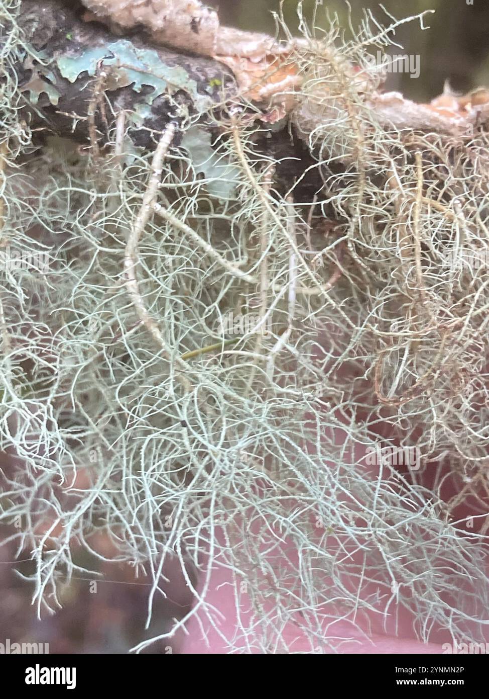 beard lichens (Usnea Stock Photo - Alamy