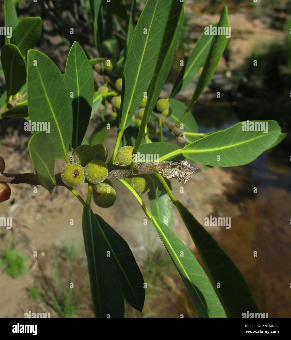 Common Wild Fig (Ficus burkei Stock Photo - Alamy