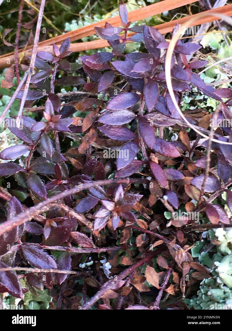 Illinois Pinweed (Lechea racemulosa Stock Photo - Alamy