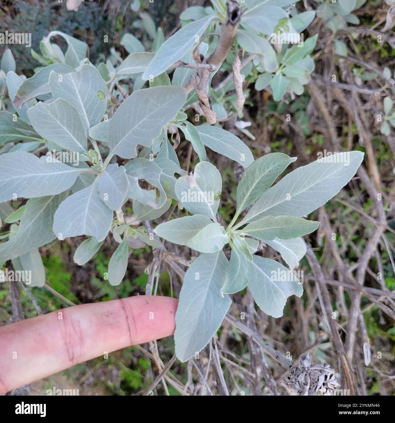 white sage (Salvia apiana Stock Photo - Alamy