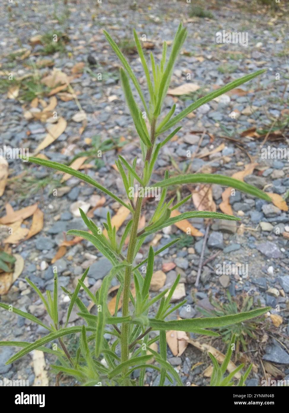 Stinkwort (Dittrichia graveolens Stock Photo - Alamy