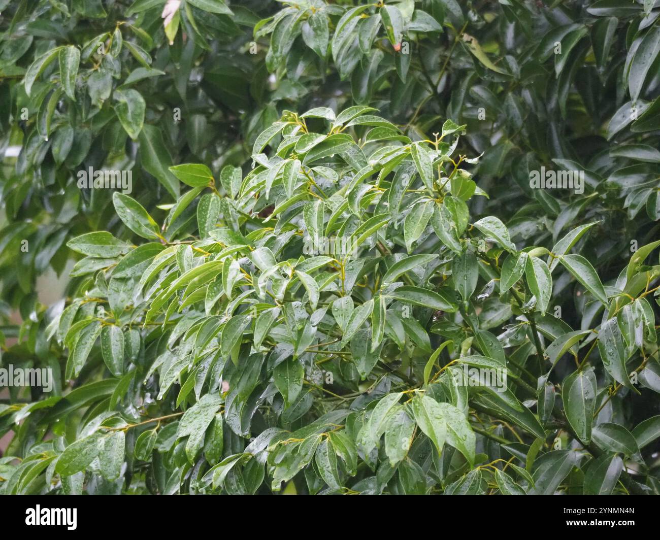 Cinnamon tree (Cinnamomum burmanni Stock Photo - Alamy