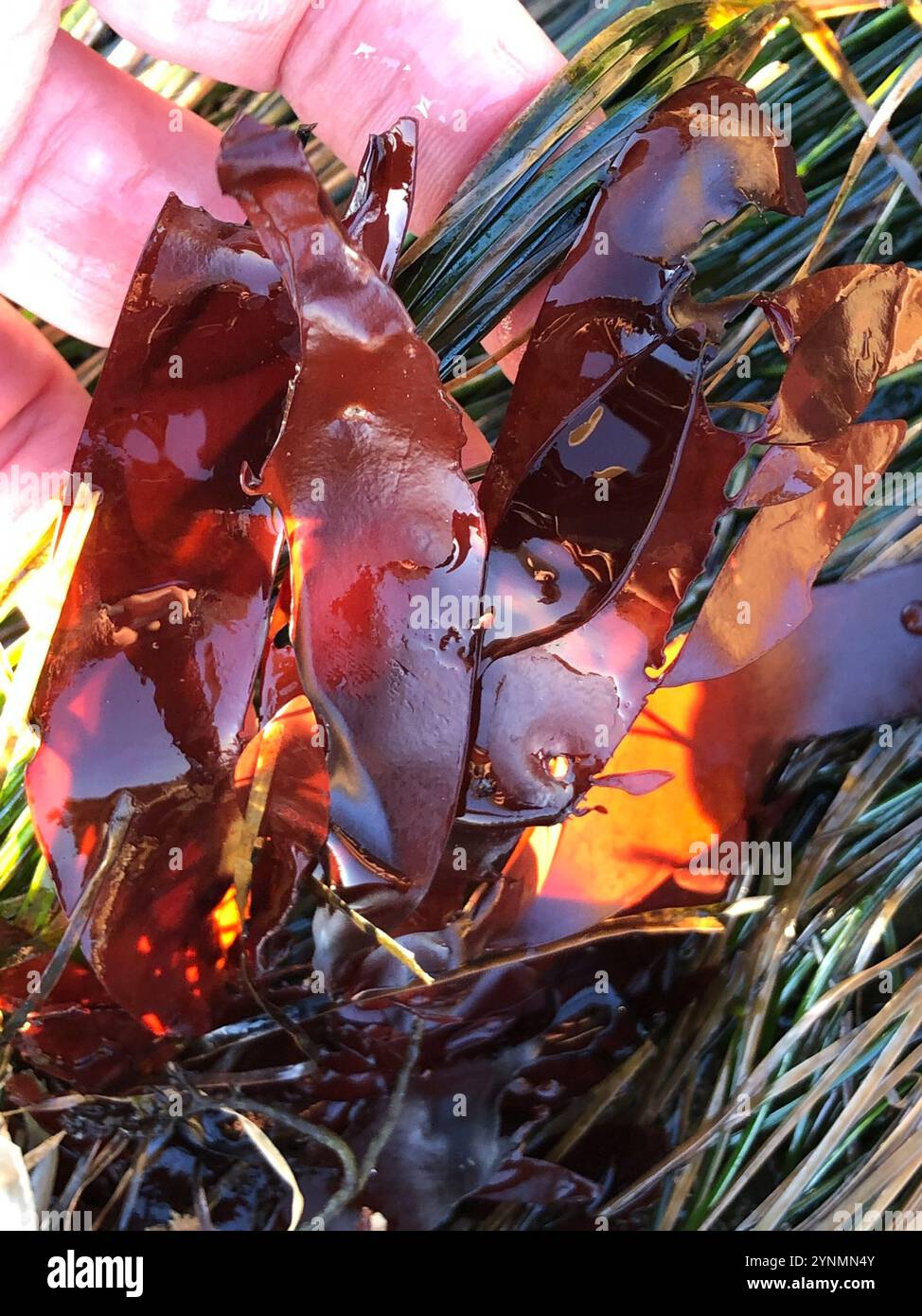Bleach Weed (Prionitis sternbergii Stock Photo - Alamy