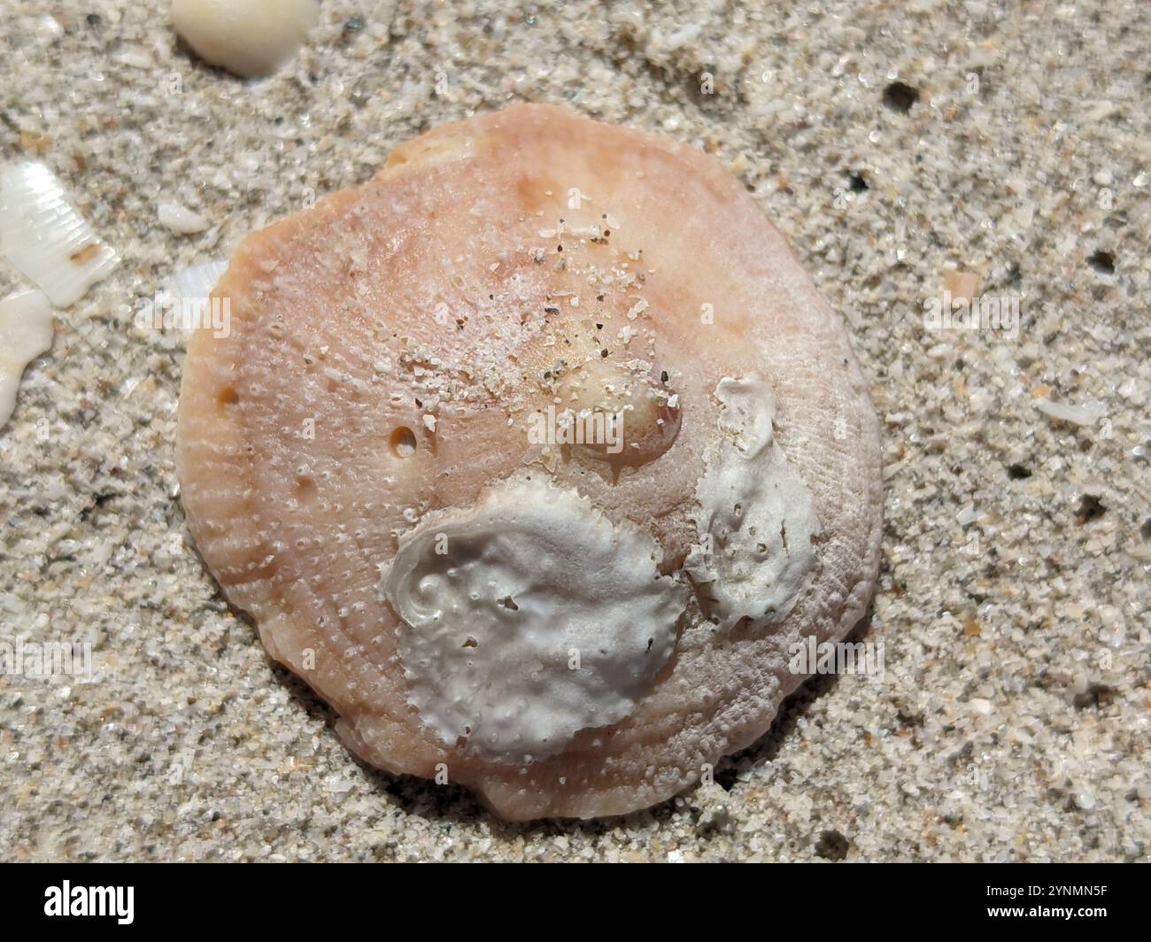 Spiny Cup-and-Saucer (Crucibulum spinosum Stock Photo - Alamy