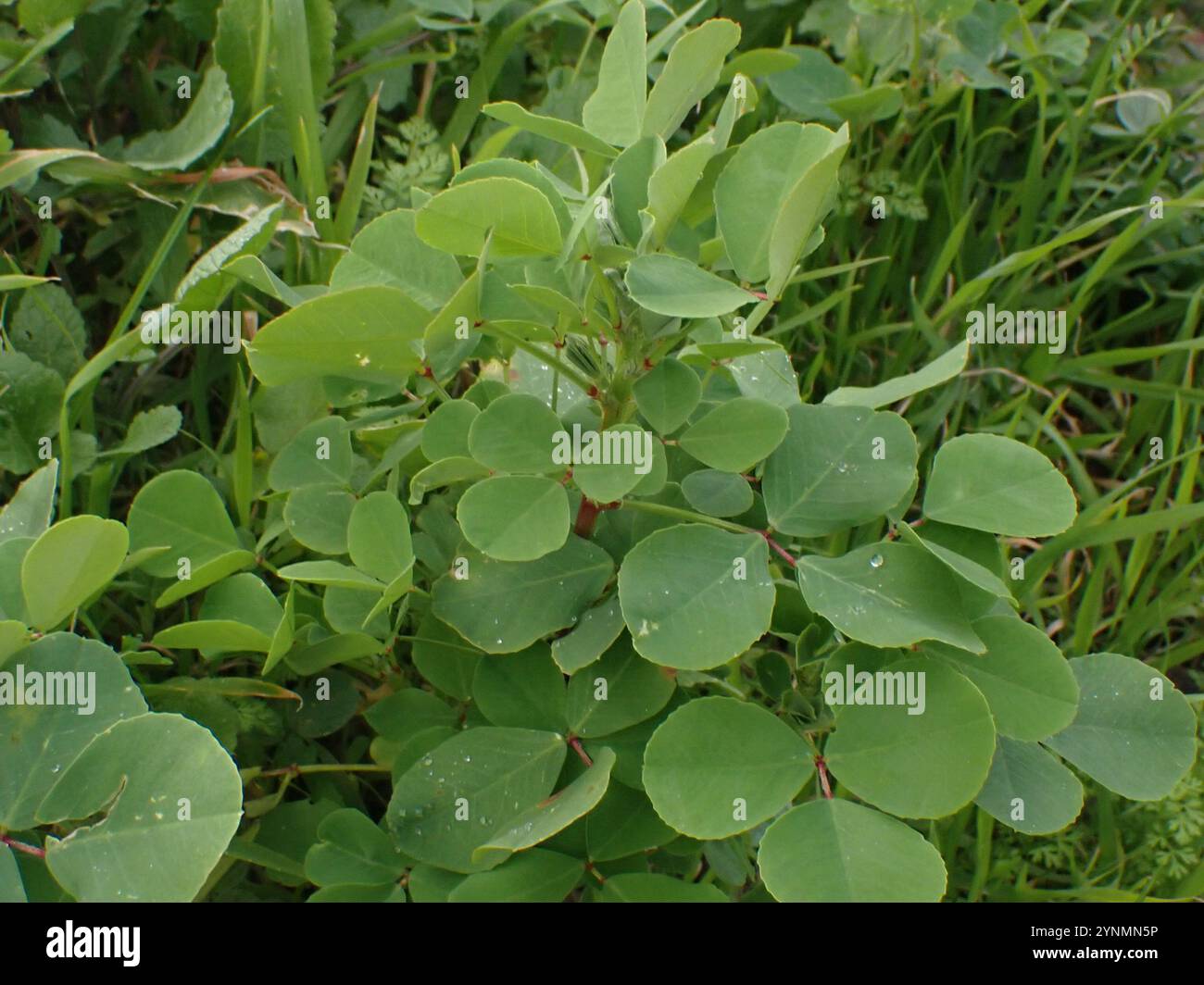 Italian melilot hi-res stock photography and images - Alamy