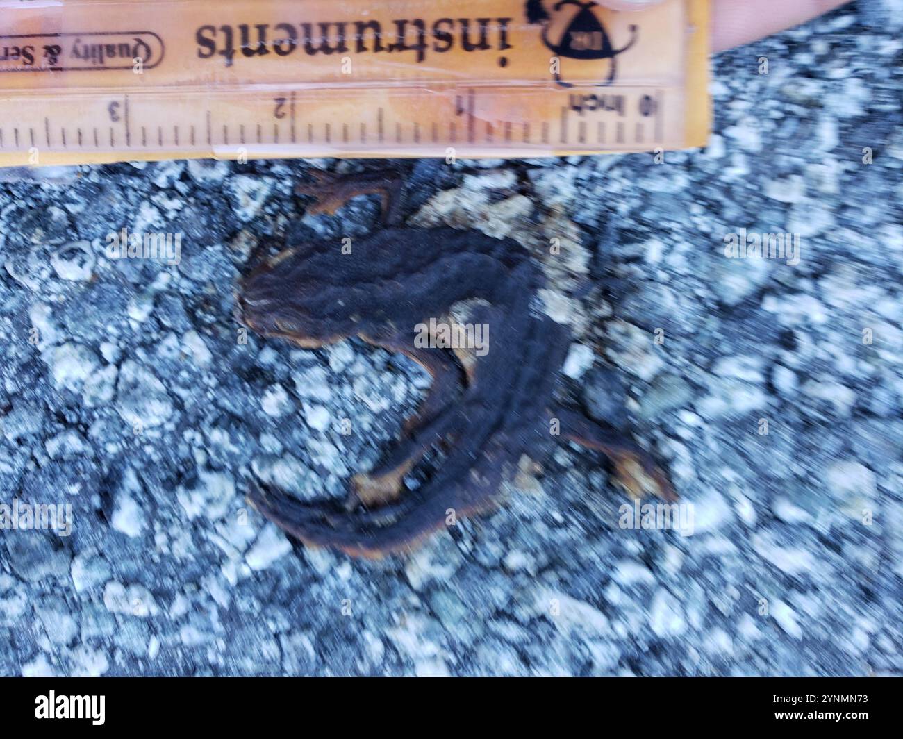 Pacific Newts (Taricha Stock Photo - Alamy