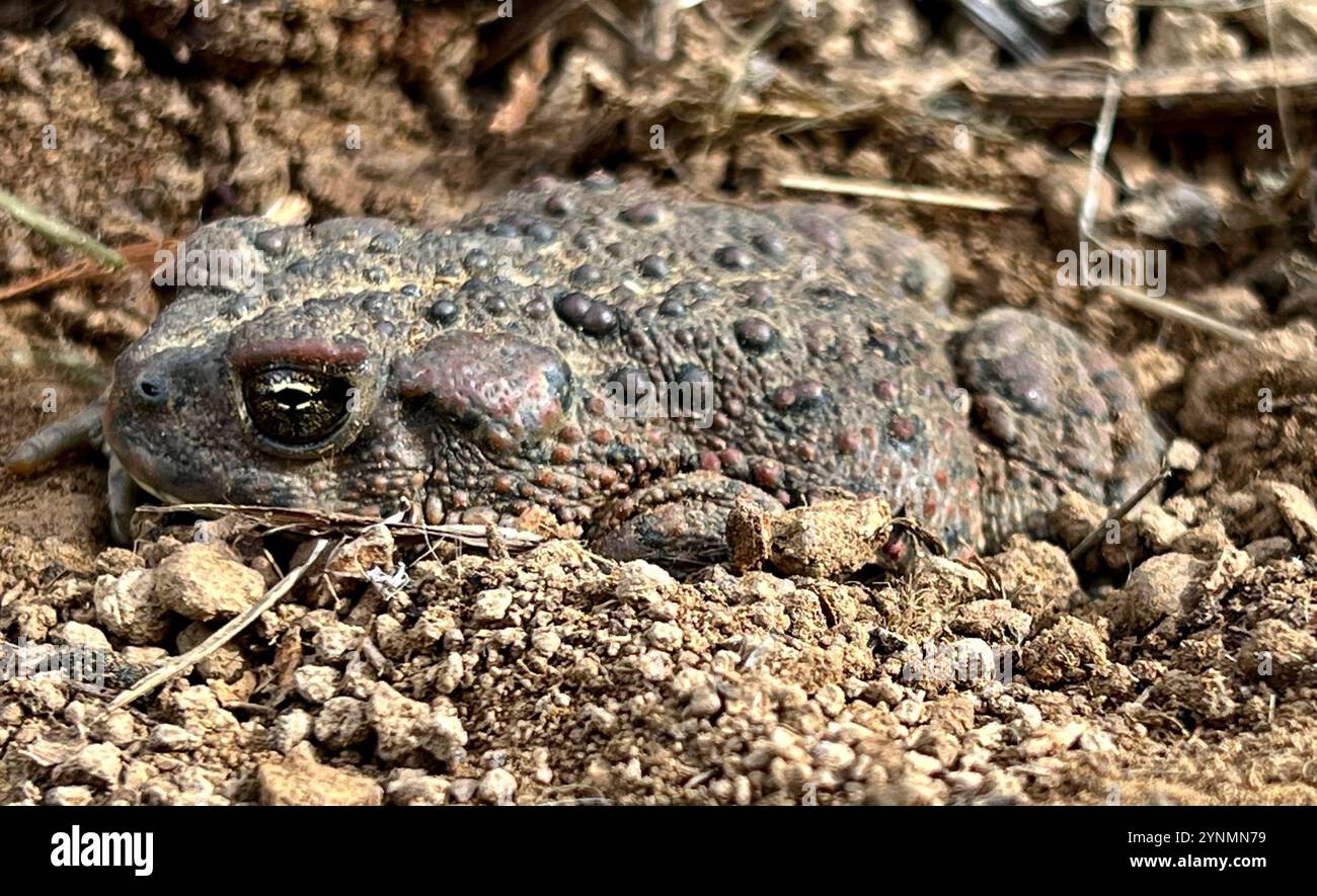 Western Toad (Anaxyrus boreas Stock Photo - Alamy