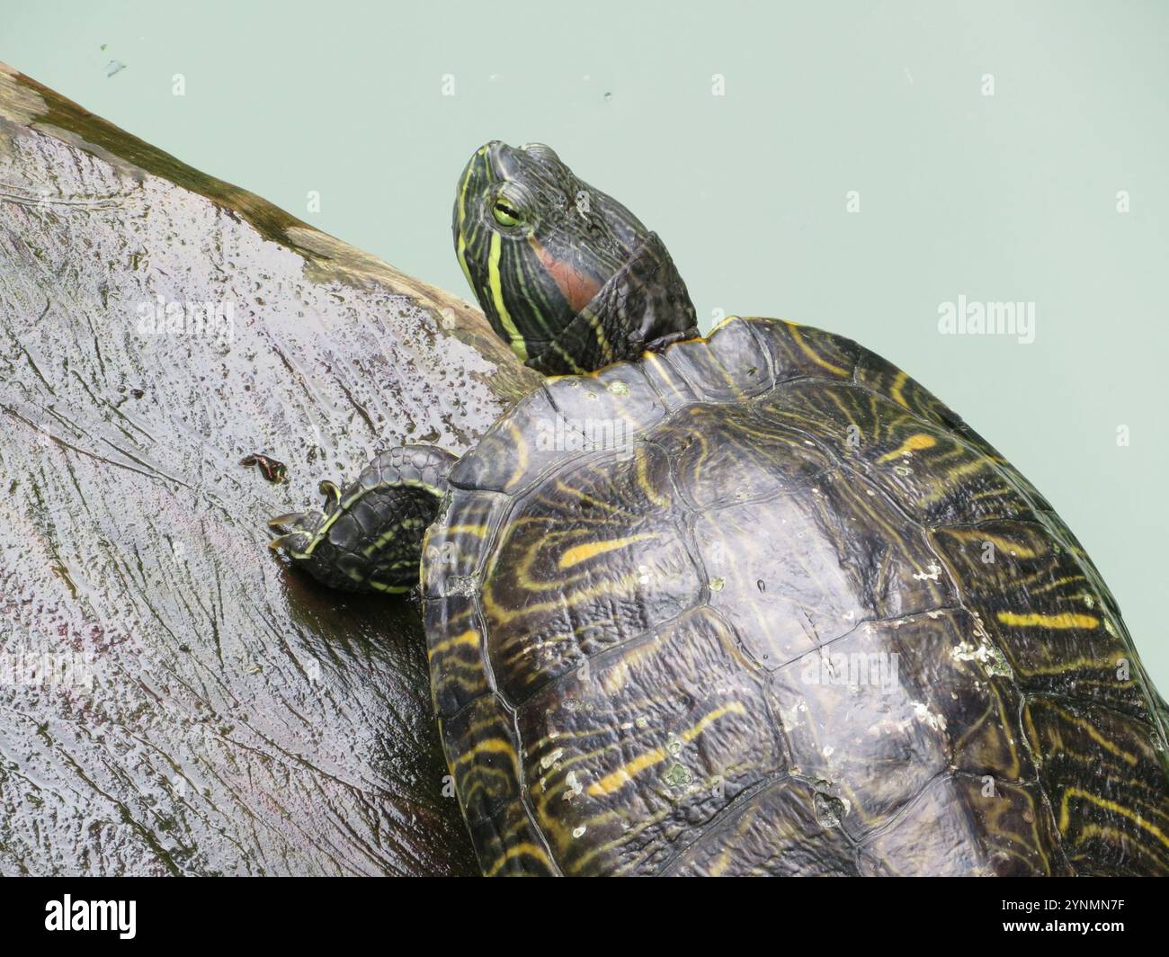 Pond Slider (Trachemys scripta Stock Photo - Alamy