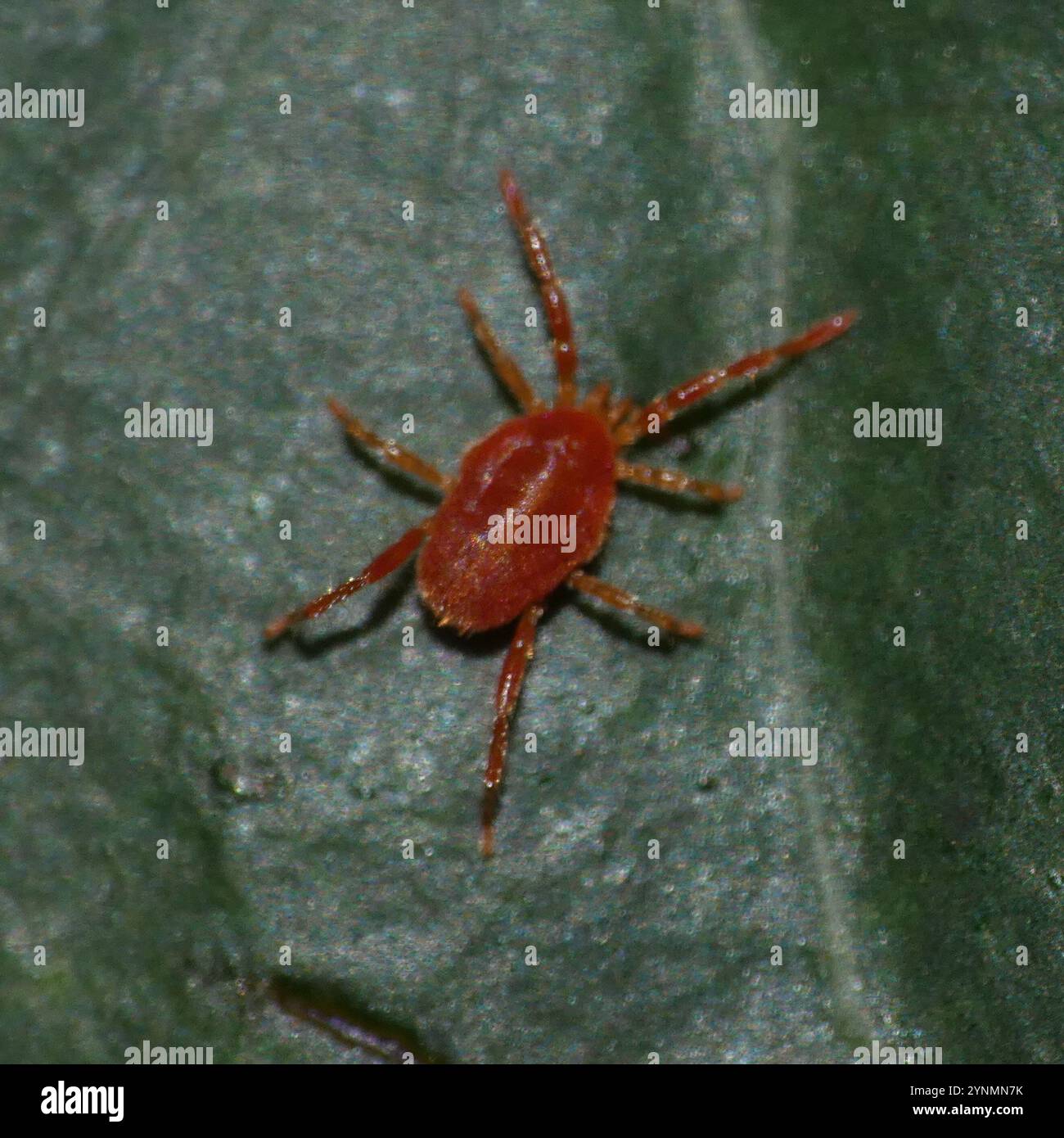 Trombidiform hi-res stock photography and images - Alamy