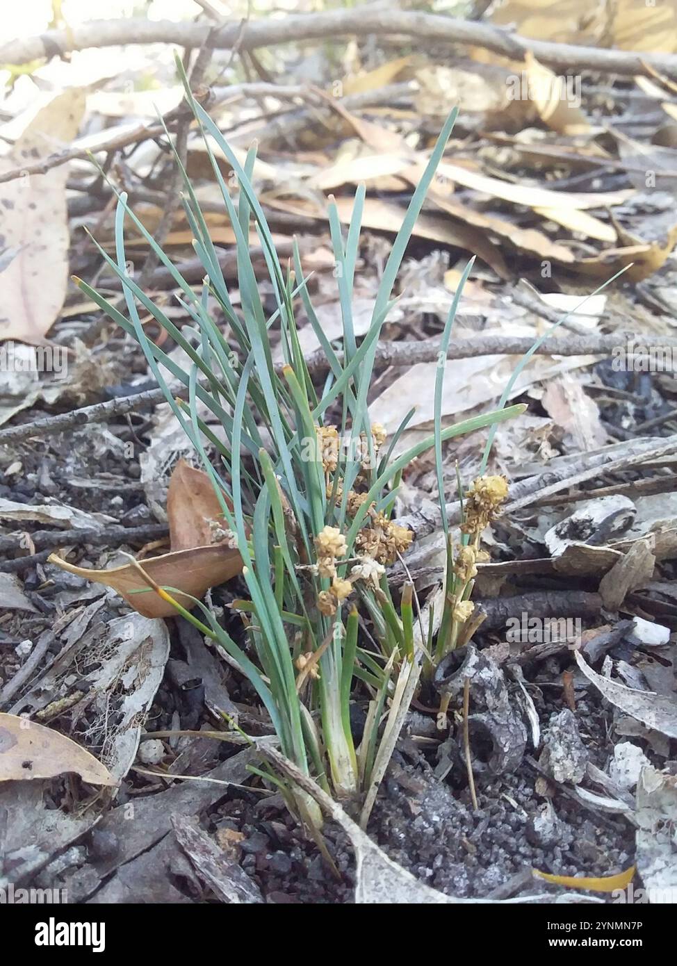 dwarf mat-rush (Lomandra nana Stock Photo - Alamy
