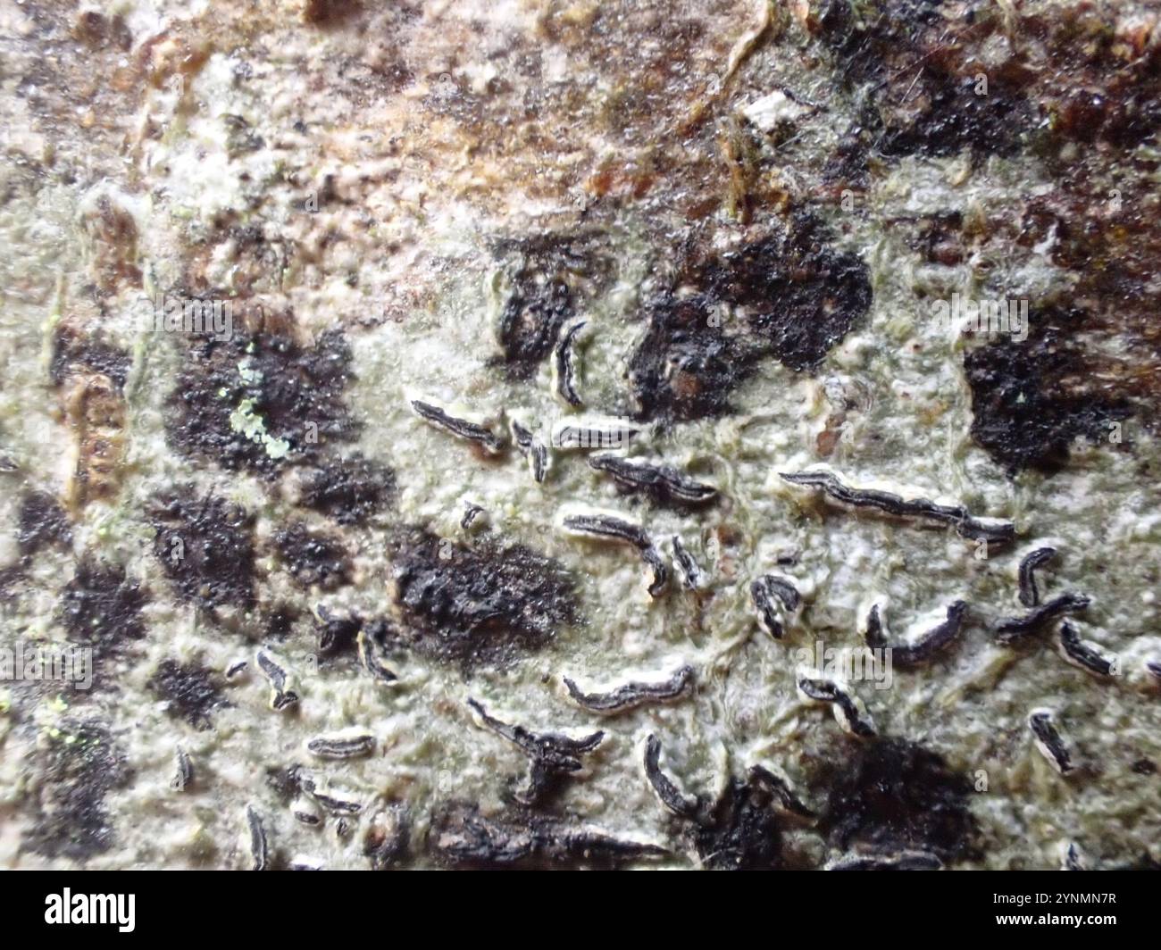 Common Script Lichen (Graphis scripta Stock Photo - Alamy
