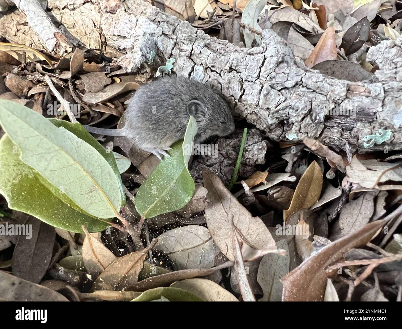 Hispid Cotton Rat (Sigmodon hispidus Stock Photo - Alamy