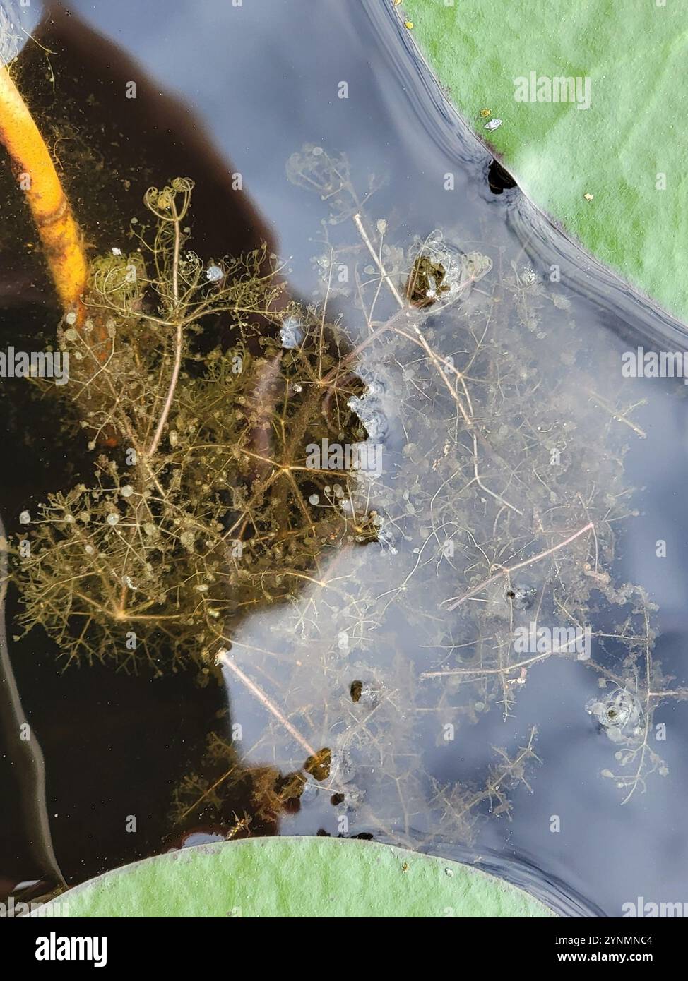 Purple Bladderwort (Utricularia purpurea Stock Photo - Alamy