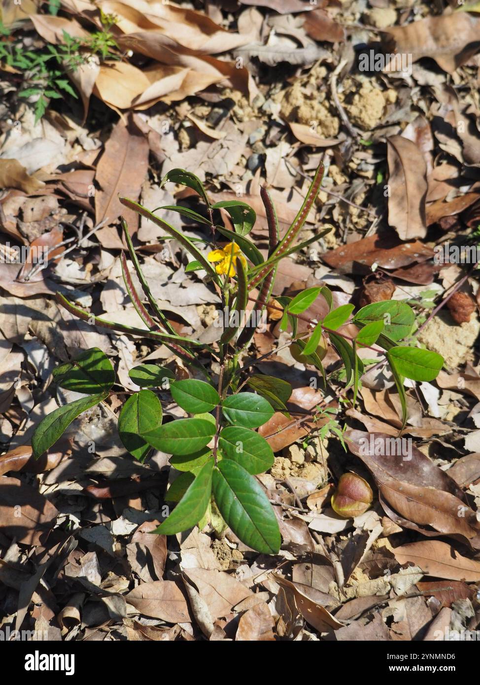 Coffee Senna (Senna occidentalis Stock Photo - Alamy