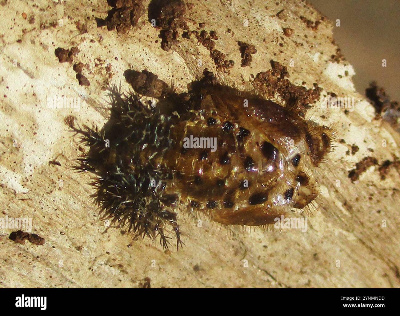 African Spotted Tortoise Beetle (Conchyloctenia punctata Stock Photo ...