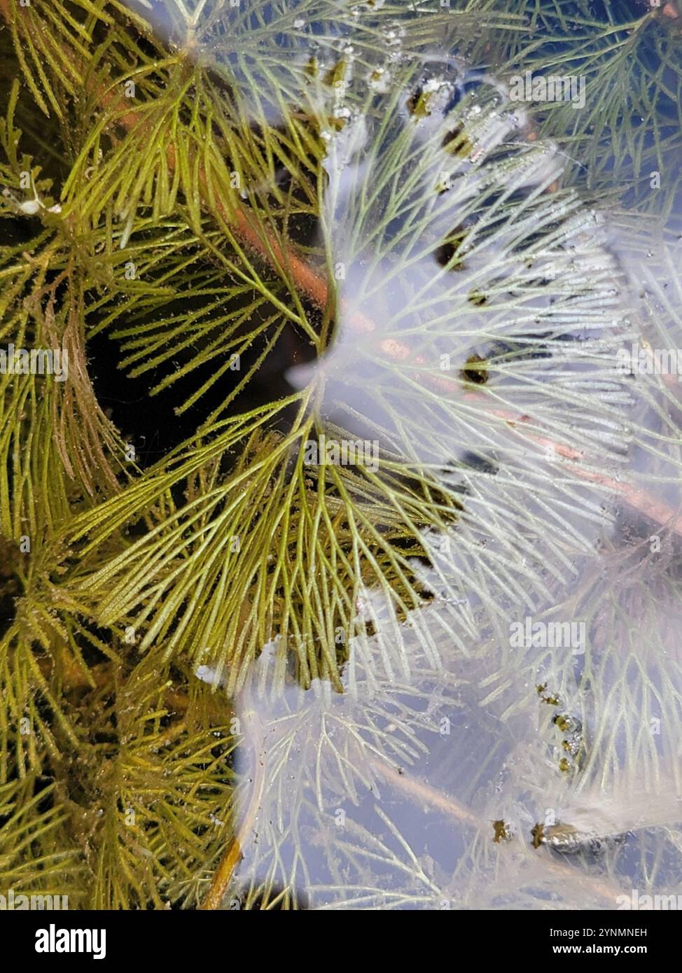 Fanwort caroliniana hi-res stock photography and images - Alamy