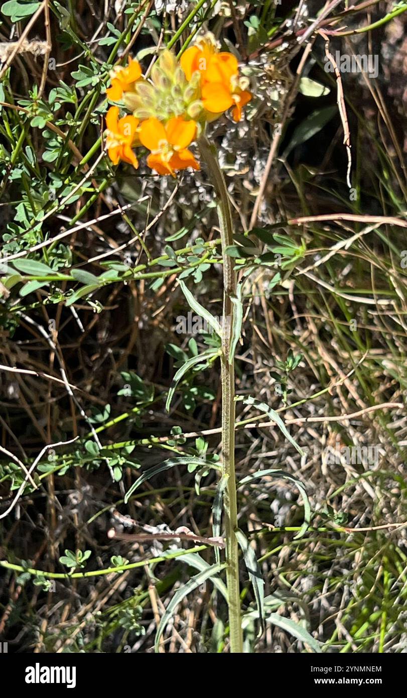 Western Wallflower (Erysimum capitatum Stock Photo - Alamy