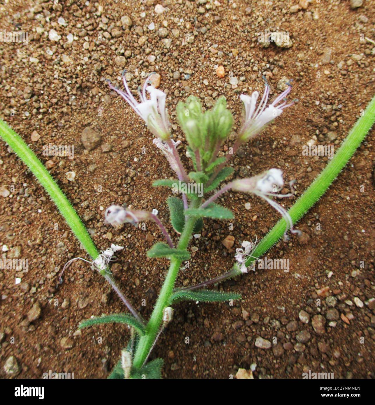 Singleleaf Spindlepod (Cleome monophylla Stock Photo - Alamy